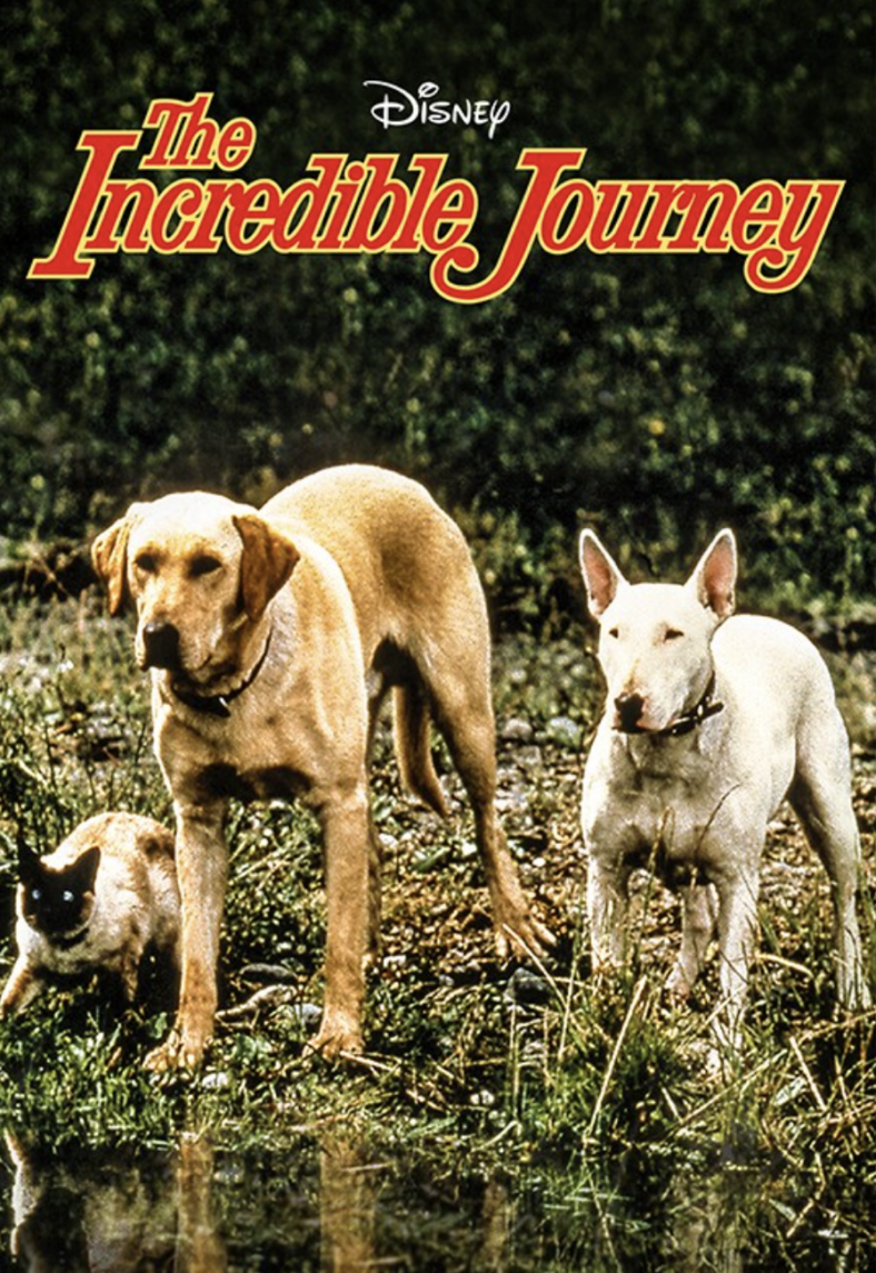 Homeward Bound Chance What Kind Of Dog