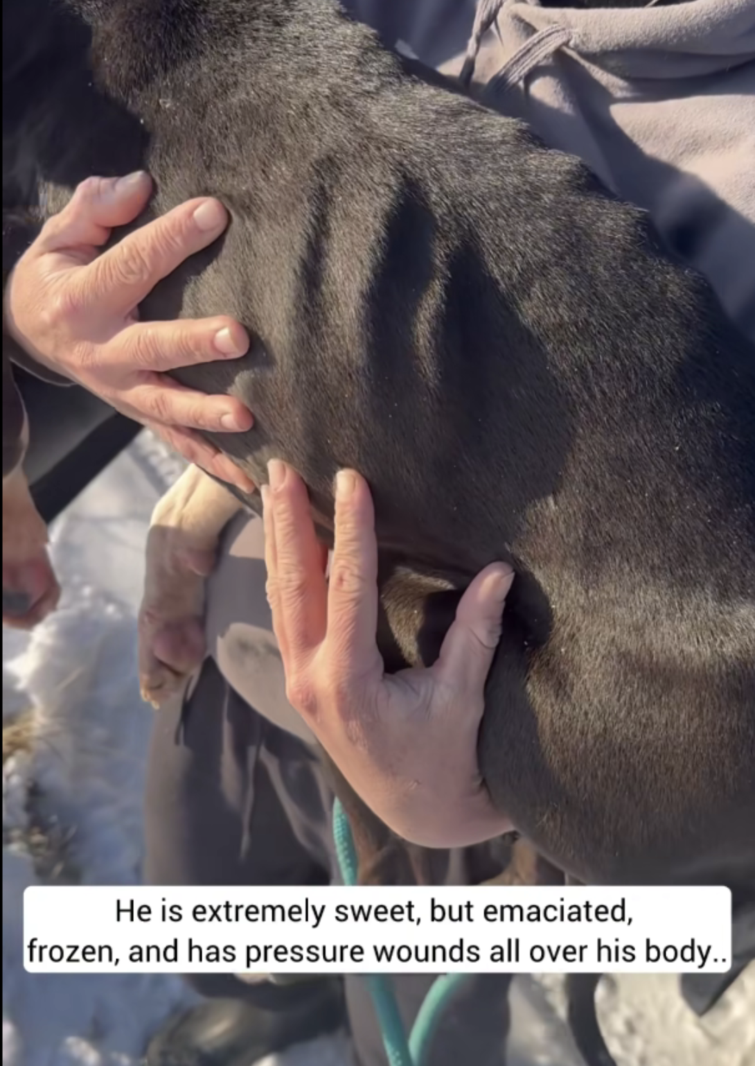 Emaciated Pit Bull Abandoned in Freezing Temps Does The Sweetest Thing ...