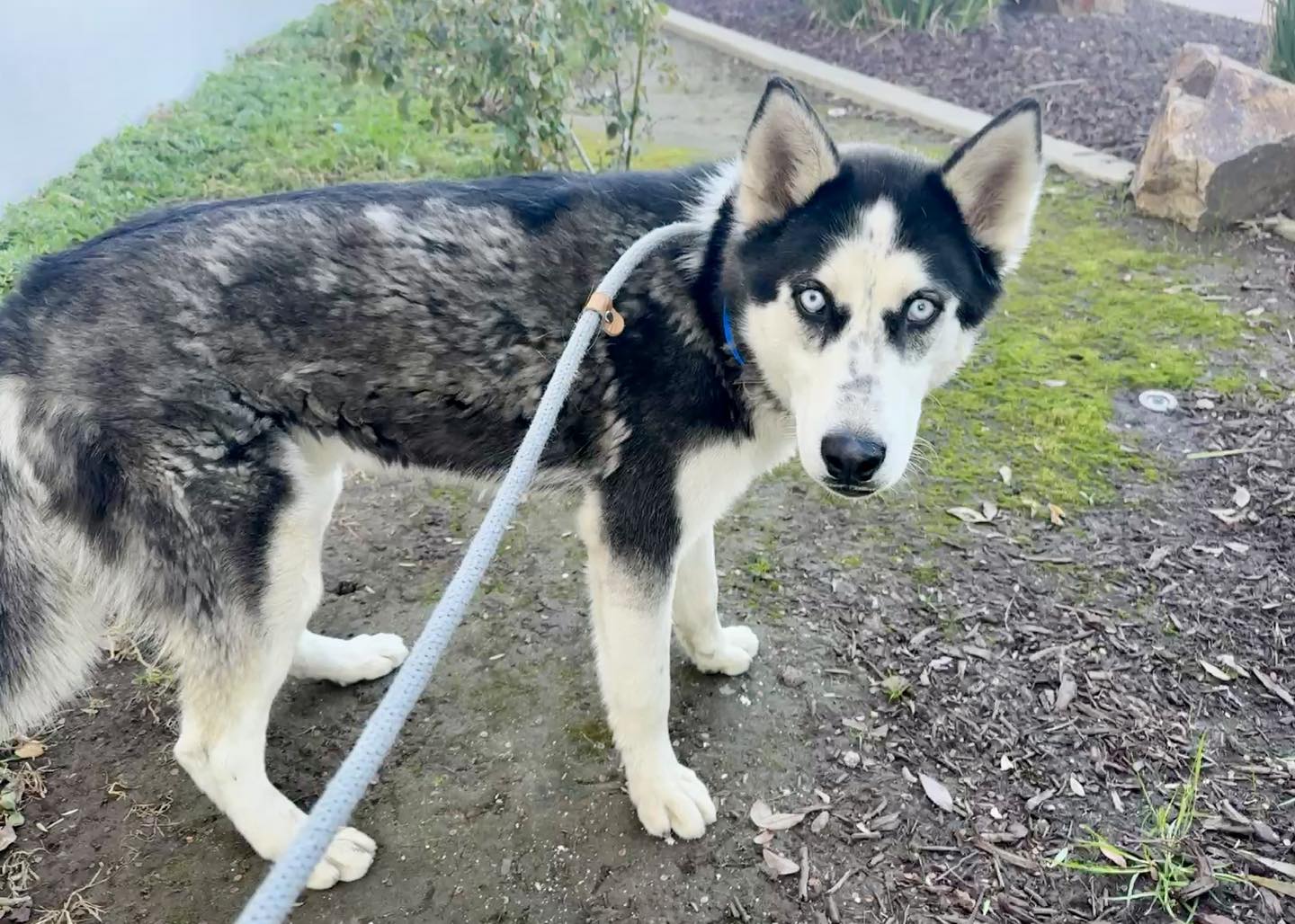 Shadow, a beautiful Husky with Blue eyes, is up for Adoption - Rocky Kanaka