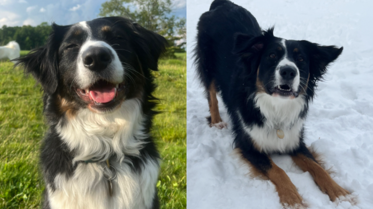 ’Everything I Did, I Did for Her’: A Dog Owner’s Emotional Account of ...