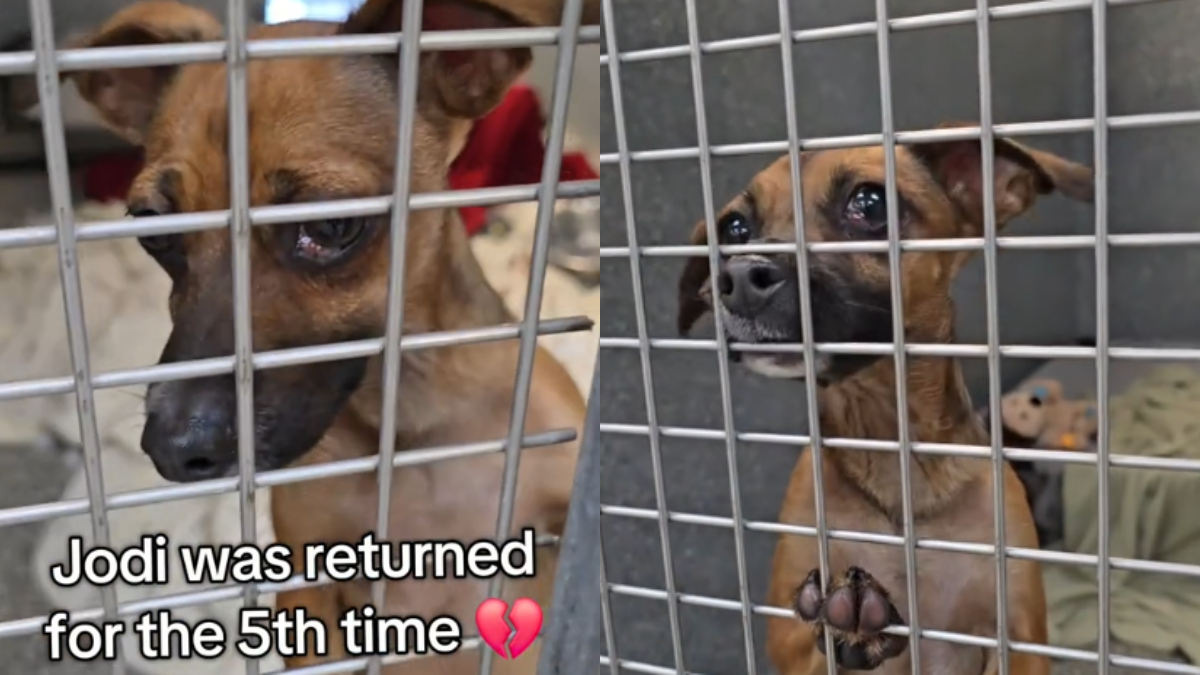 Sweet Chihuahua Puppy Returned to Shelter for 5th Time Wonders Why ...