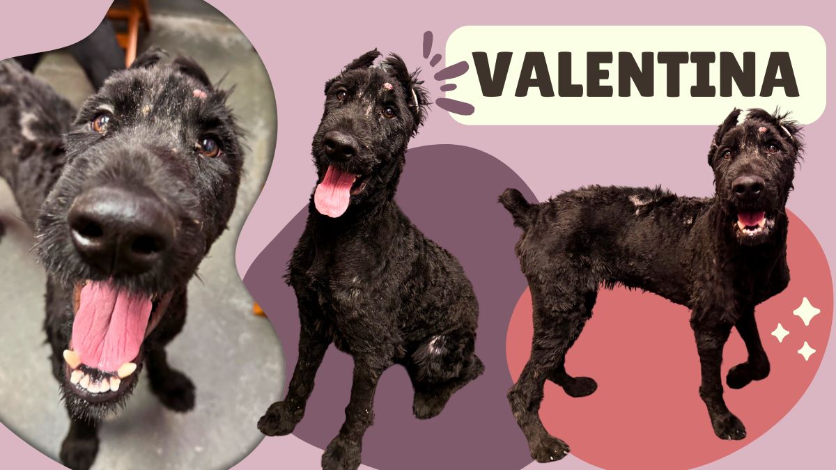 Valentina is up for Adoption! (Flip's Farm) - Rocky Kanaka