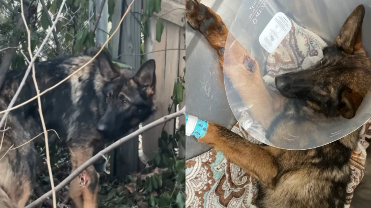 Wounded German Shepherd Abandoned in Freezing Temps Still Trusts Humans ...