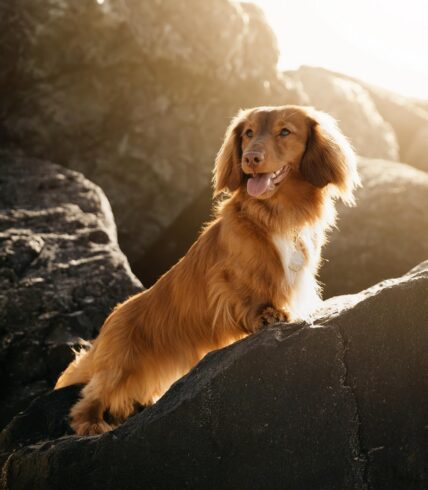 Why Everyone’s Obsessed with Fluffy Wiener Dogs—The Breed That’s ...