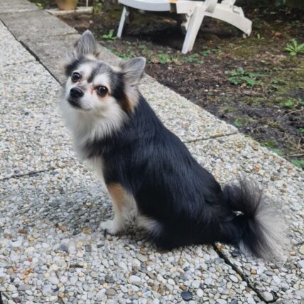 Tiny, Foxy, and Full of Personality: Meet the Pomchi! - Rocky Kanaka