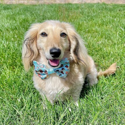 Why Everyone’s Obsessed with Fluffy Wiener Dogs—The Breed That’s ...