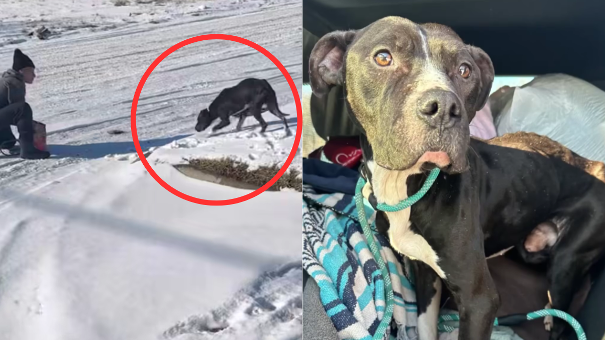 Emaciated Pit Bull Abandoned in Freezing Temps Does The Sweetest Thing ...