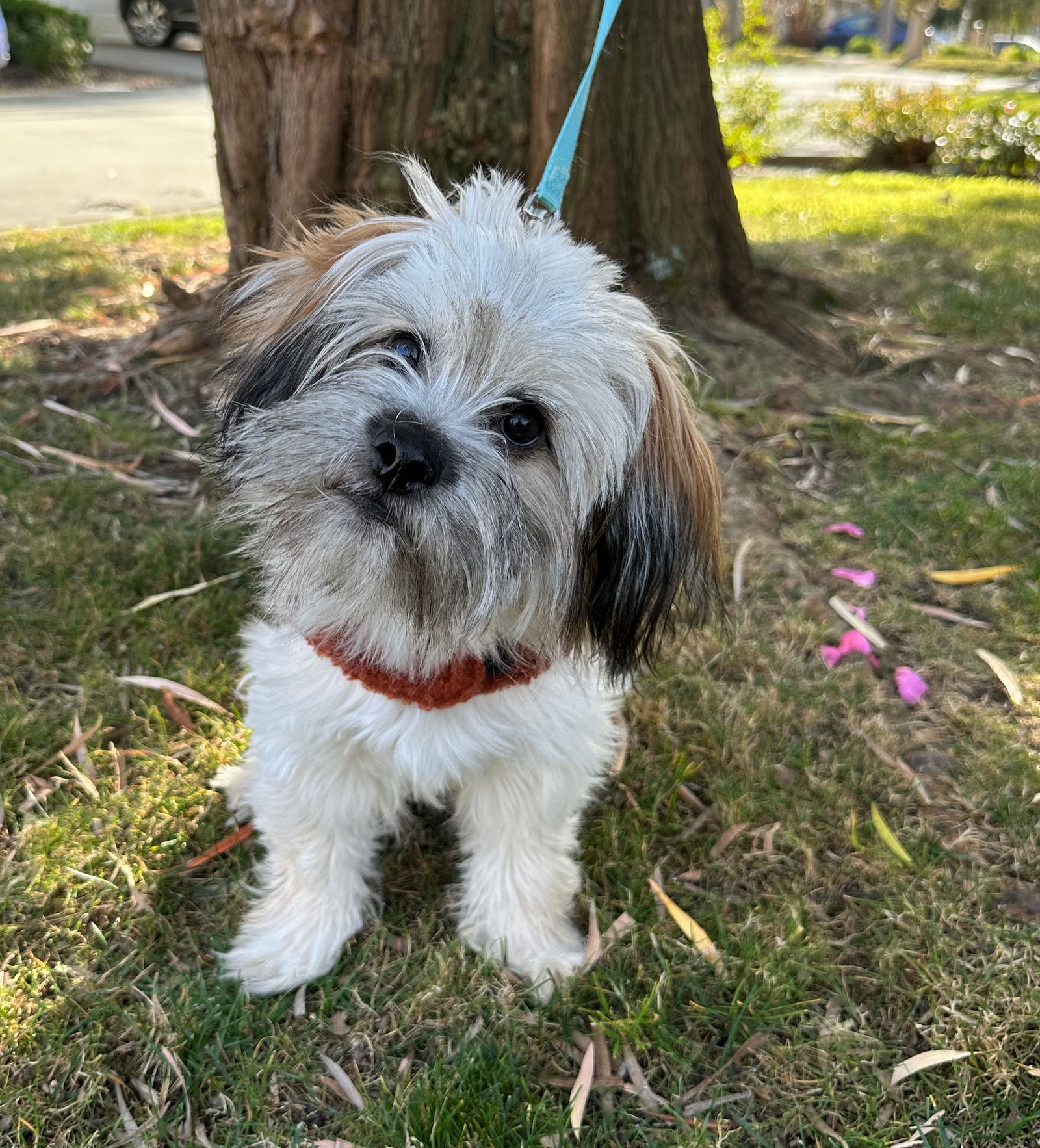 🐾 Meet Sloppy Joe – Your Loyal Little Shadow! 🐶 Havanese-Lhasa Mix Up ...