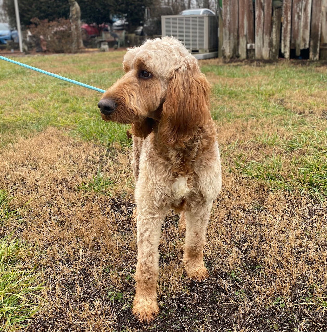 Mars Daisy the Irish Doodle Was Freed From a Breeder—Now She Needs a ...