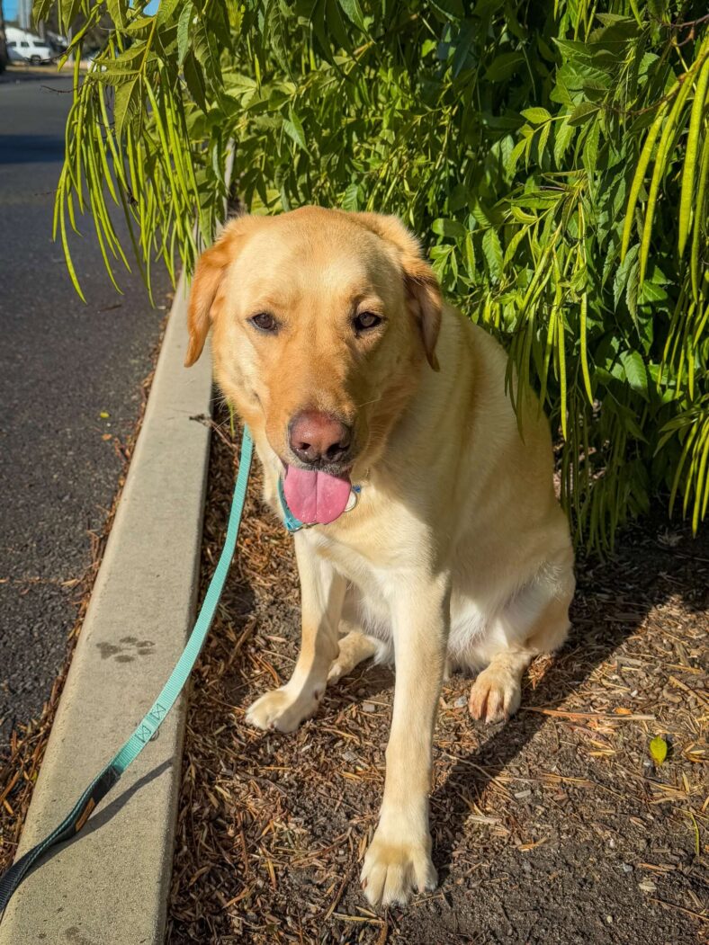 Meet Sergeant – A Handsome Labrador Mix Looking for a Home! - Rocky Kanaka