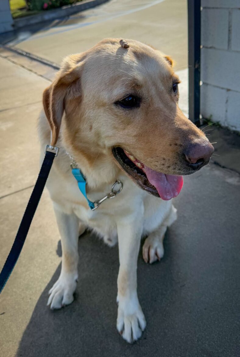 Meet Sergeant – A Handsome Labrador Mix Looking for a Home! - Rocky Kanaka