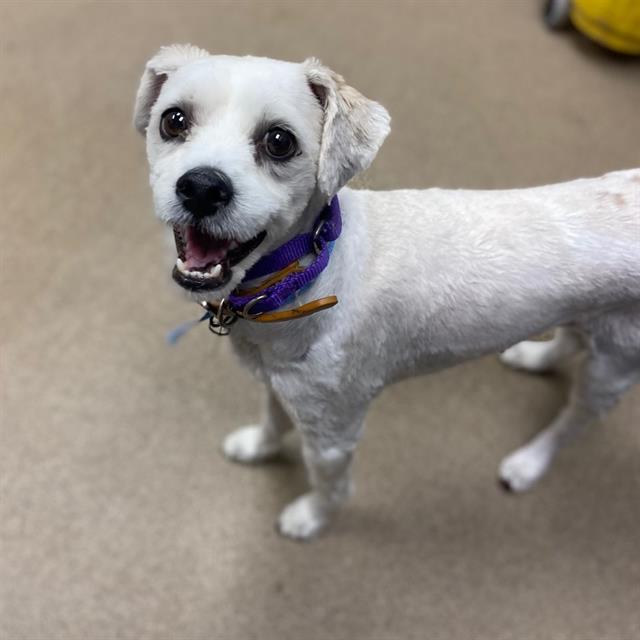 Meet Casper – A Gentle Soul Ready to Find His Safe Haven! 🐾 - Rocky Kanaka