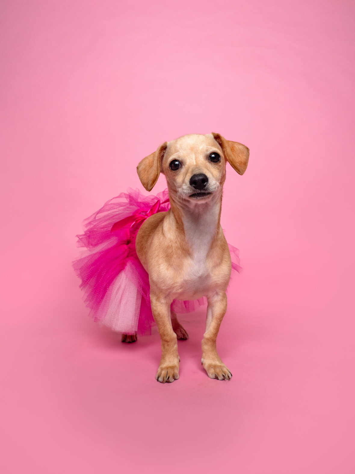 Meet Saga – The Snuggly Storyteller Ready for Her Forever Home! 📖 ️ ...