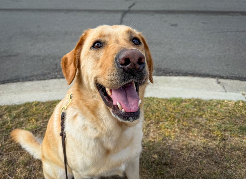 Meet Sergeant – A Handsome Labrador Mix Looking for a Home! - Rocky Kanaka