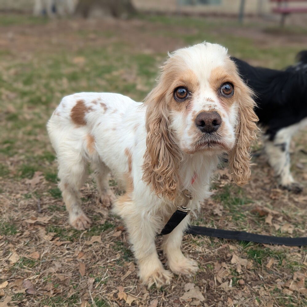 Dolly, a sweet cocker spaniel, is up for Adoption - Rocky Kanaka