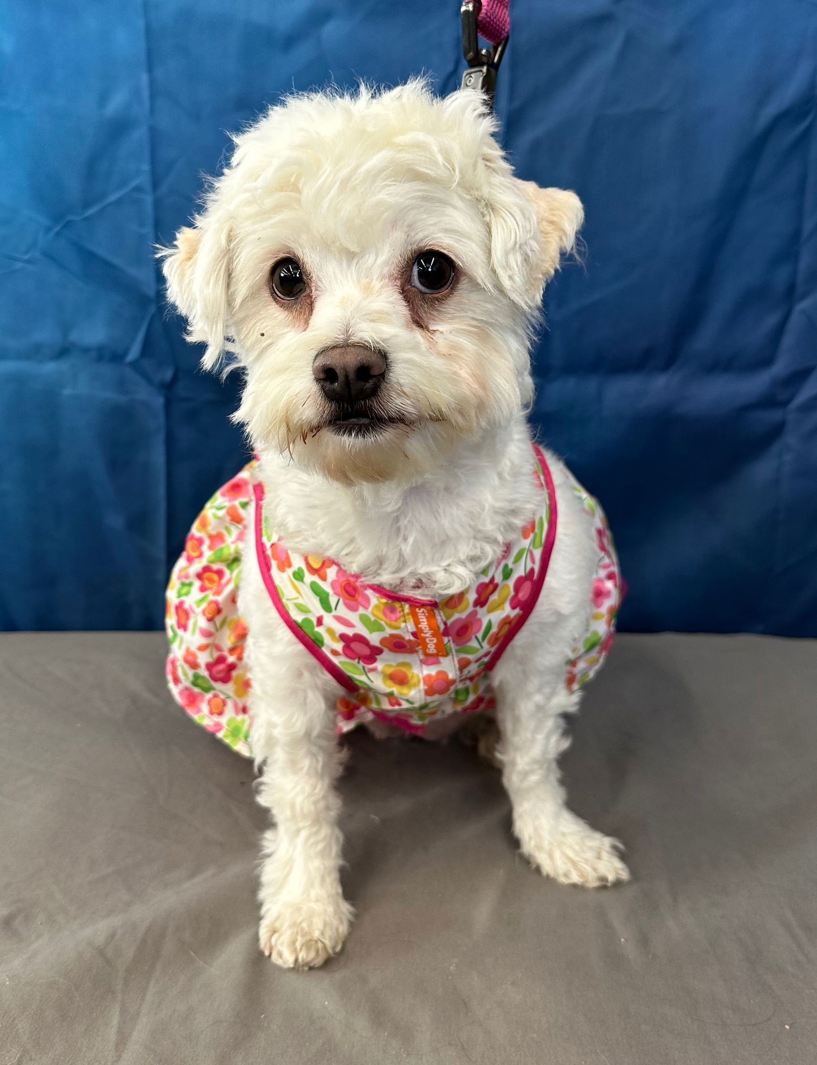 Rainbow Brite Was Too Scared to Eat—Now She’s Ready for a Loving Home ...