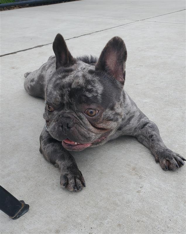 Mister Meseeks, the Sweet Frenchie is ready to fill your home with ...