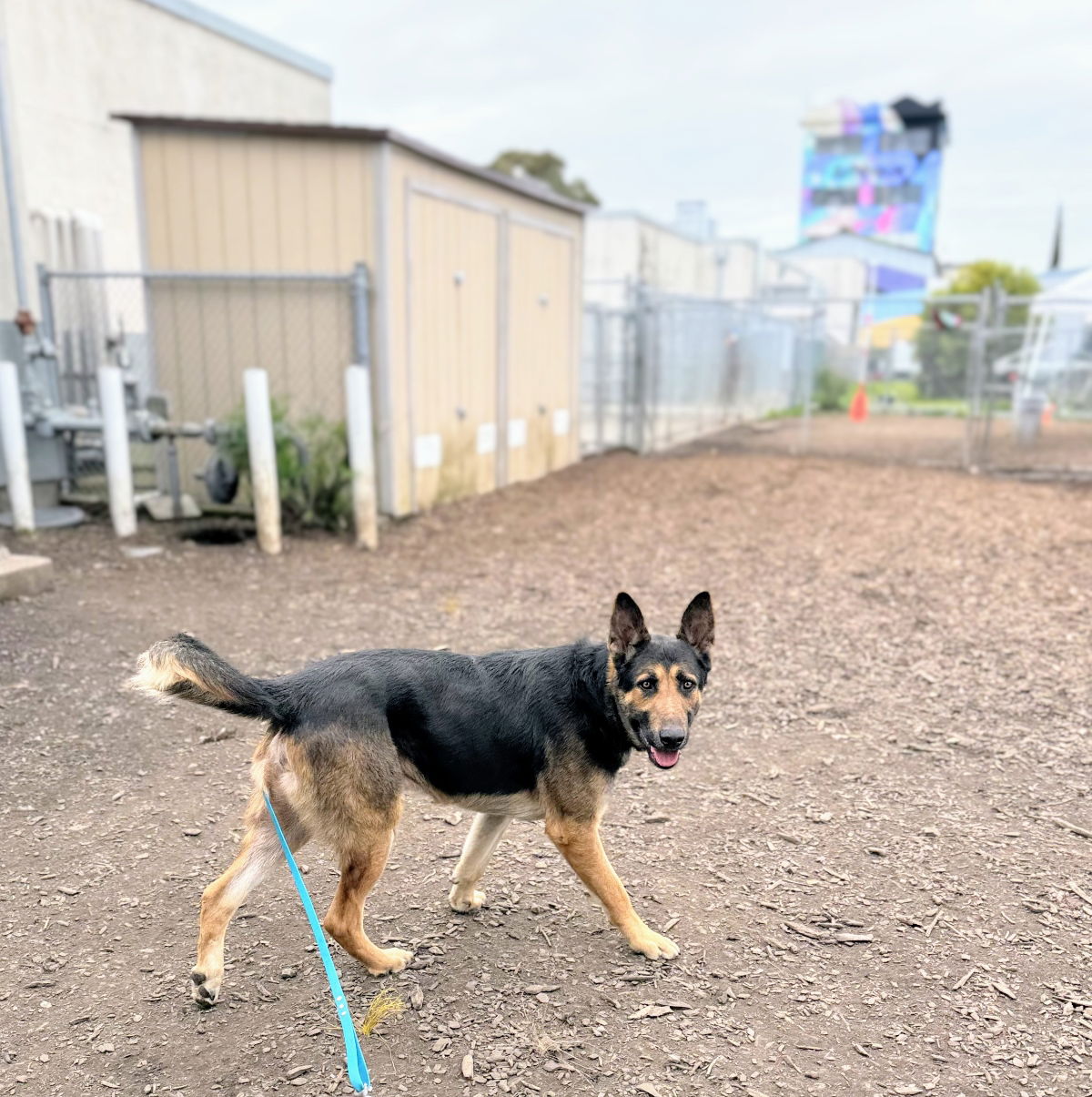 Meet Chappie – A Gentle & Engaging German Shepherd Mix! - Rocky Kanaka