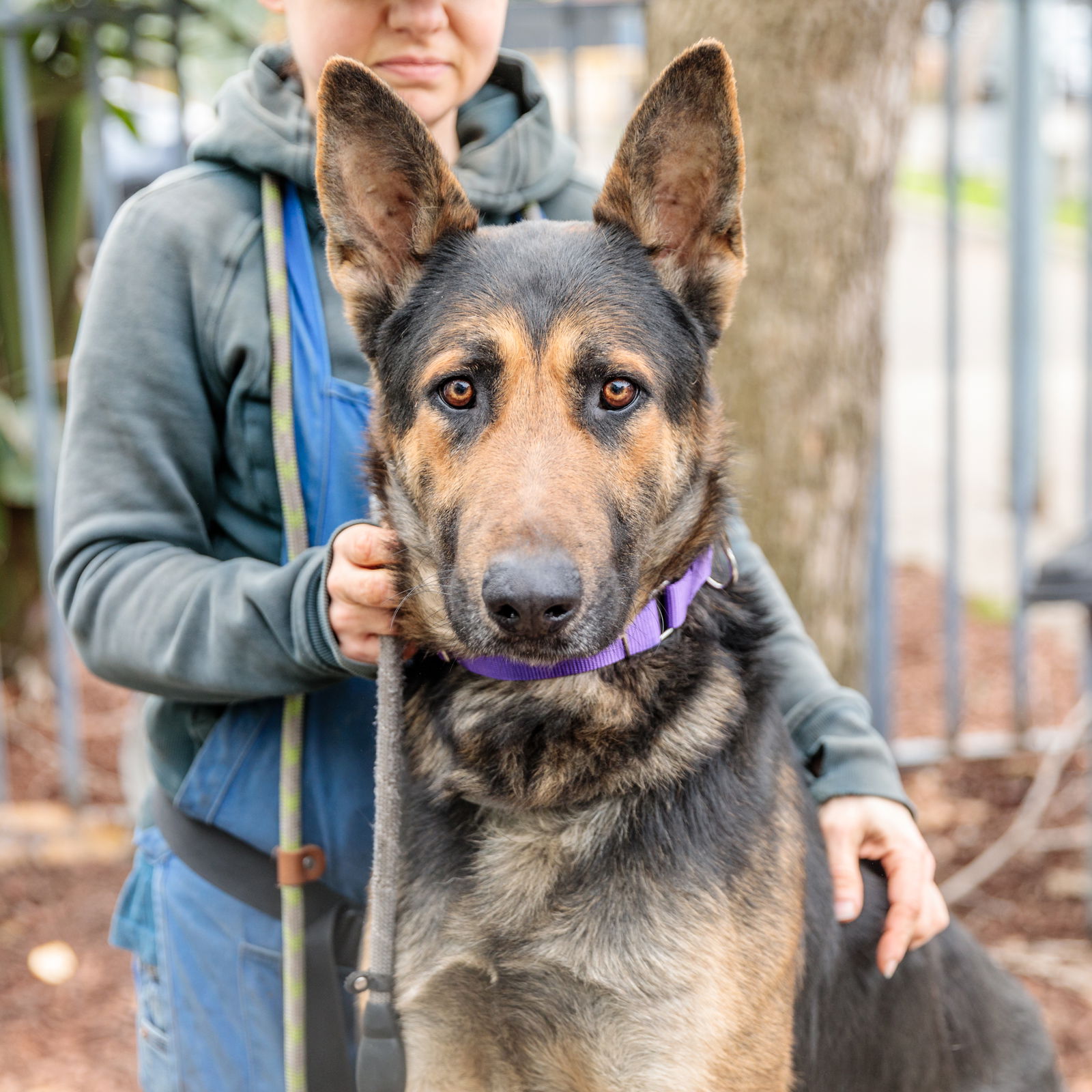 Meet Chappie – A Gentle & Engaging German Shepherd Mix! - Rocky Kanaka
