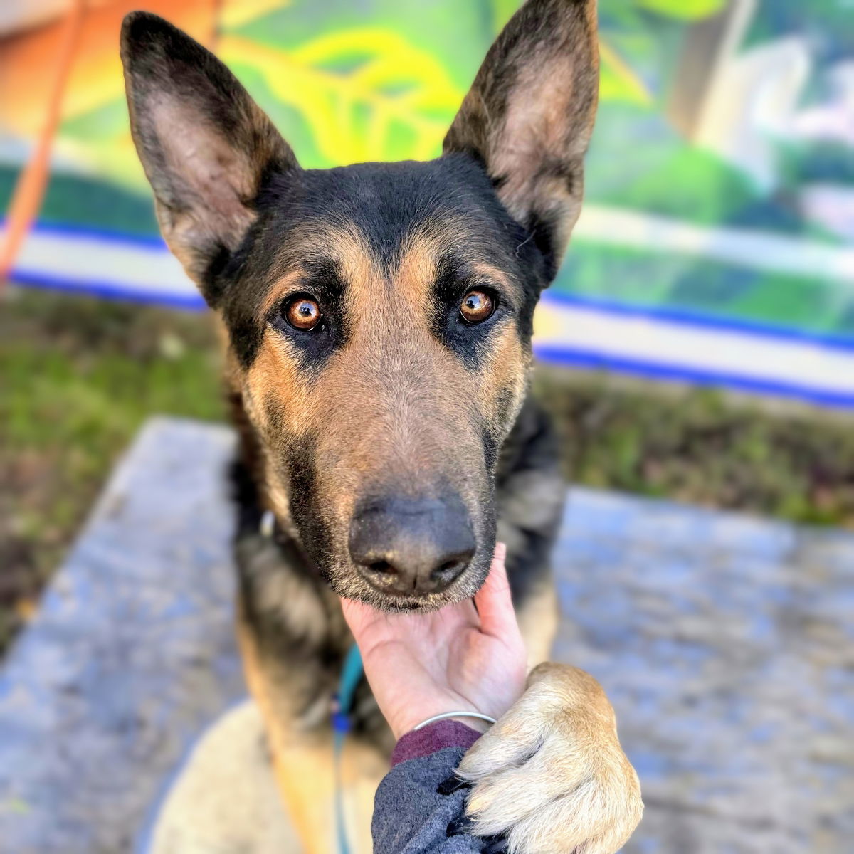 Meet Chappie – A Gentle & Engaging German Shepherd Mix! - Rocky Kanaka