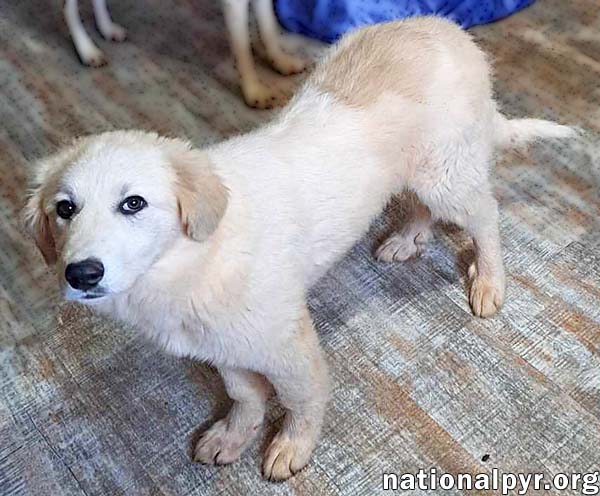 Vivian – A Gentle and Loyal Great Pyrenees Mix Looking for Her Forever ...