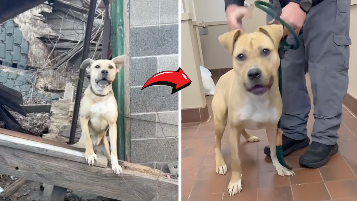 This Dog Was Chained Up and Left to Freeze—Now She’s Waiting for ...
