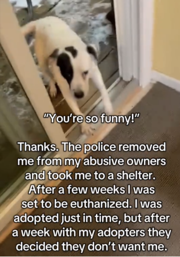 Heartbreak as Dog Rescued from Abuse Finally Gets Adopted—Then Her New ...