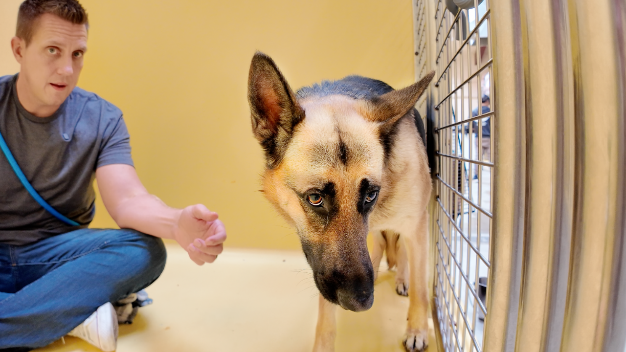 Shut Down German Shepherd Found by the LA Fires, She Needs Help 😔 ...