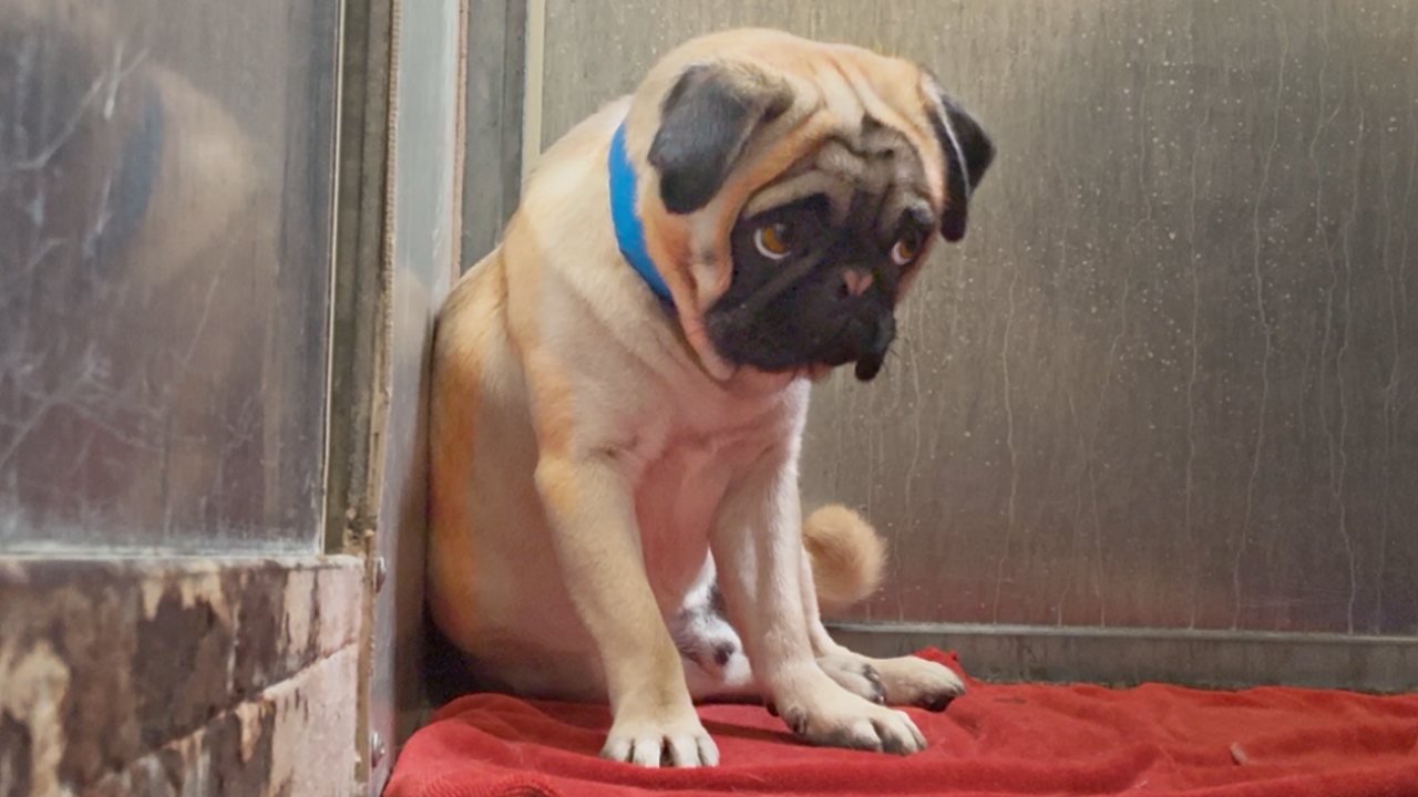 Shelter Pug Refused to Move—Until He Saw a Familiar Face! - Rocky Kanaka