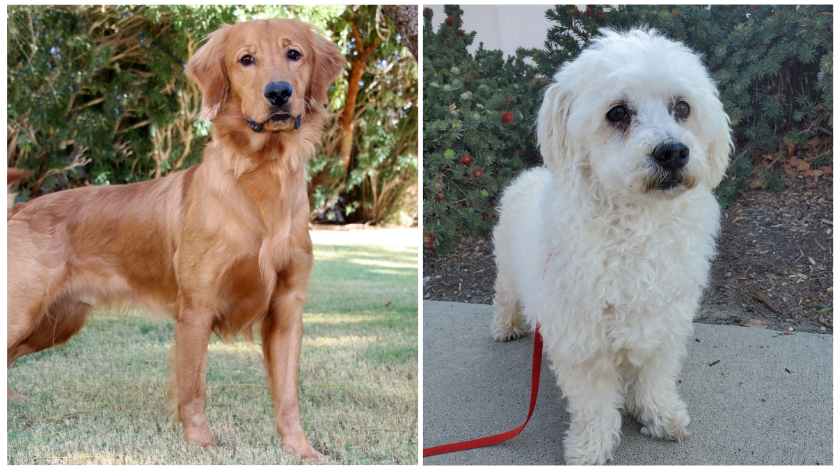 9 Dogs With Breathtaking Coats Who Deserve a Loving Forever Home—Could ...