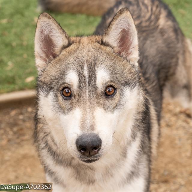 Meet Da Supe – The Friendly and Adventurous Husky! - Rocky Kanaka