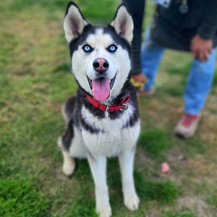 Felix the Husky Is Ready for His Forever Home! - Rocky Kanaka
