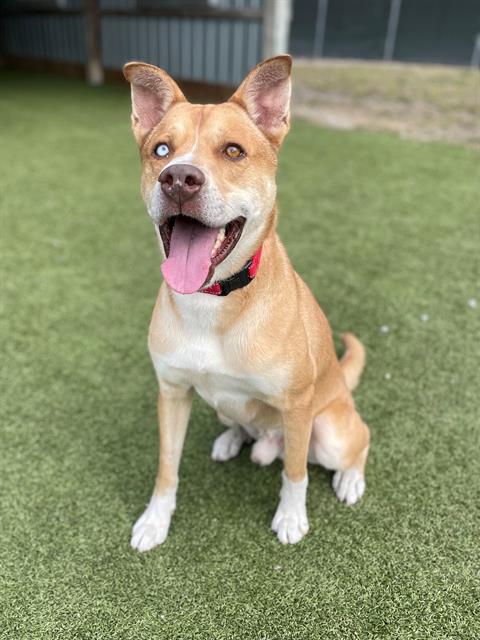 Meet Calmillo — a Stunning Husky Mix with Two-Toned Eyes, Ready for ...