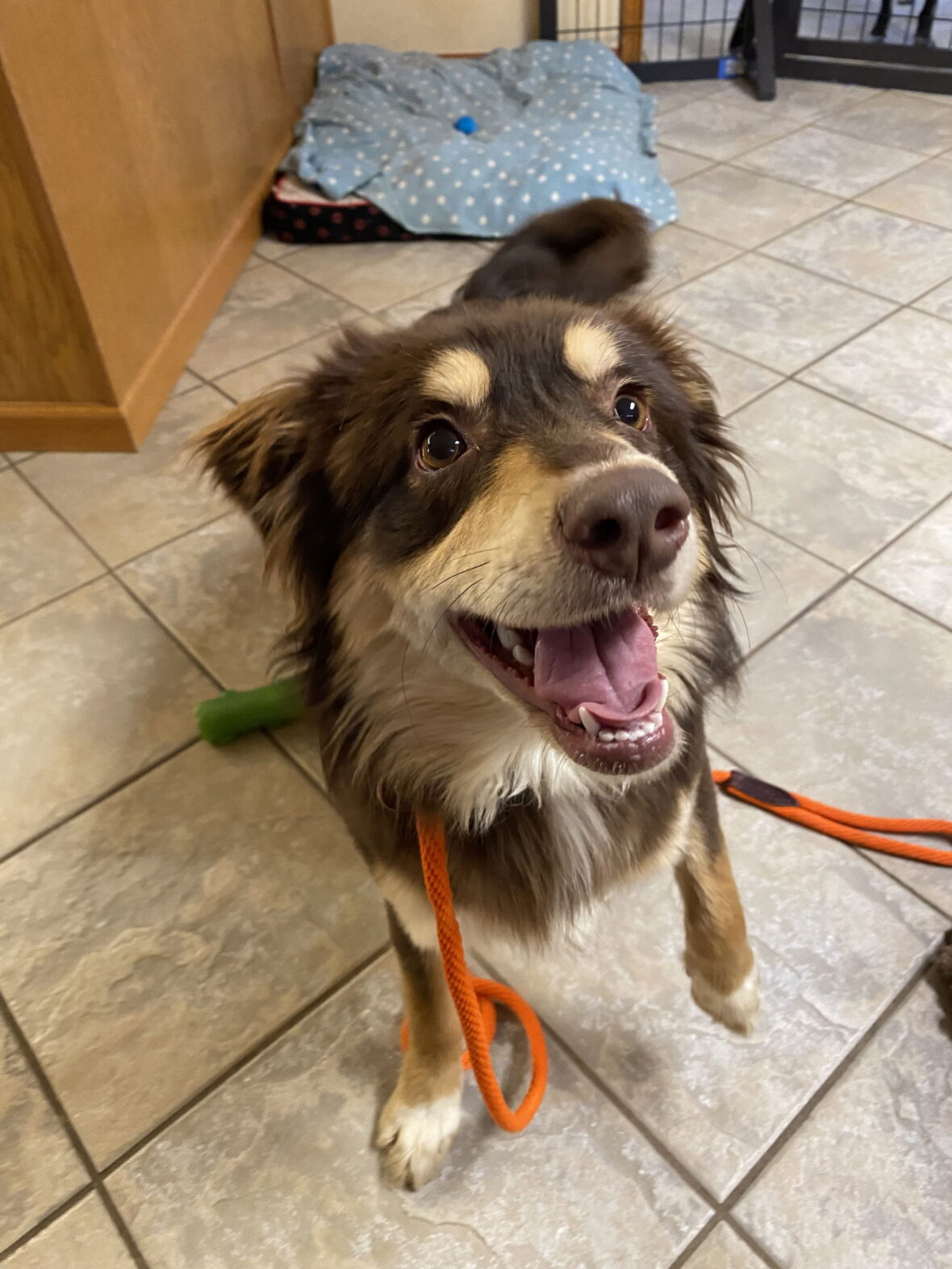 Poppy the Australian Shepherd Mix – Sweet, Smart, and Full of Joy!Come ...