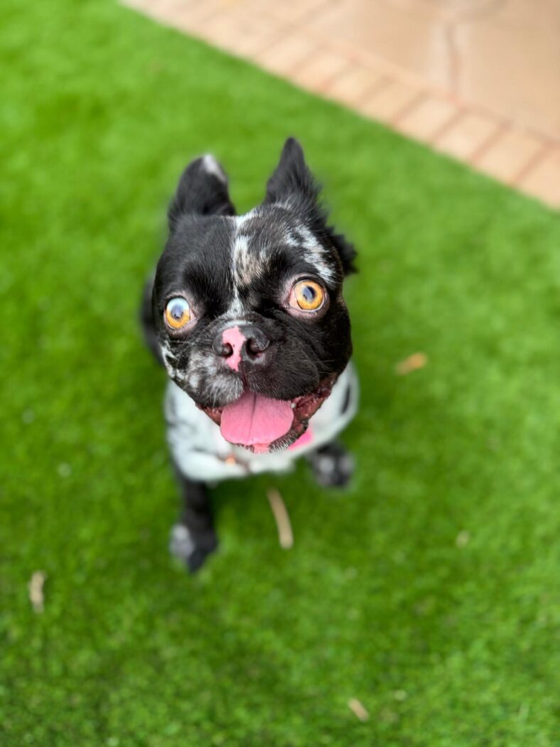 Meet Hecate—The Fluffy Frenchie With Mesmerizing Yellow Eyes! - Rocky ...