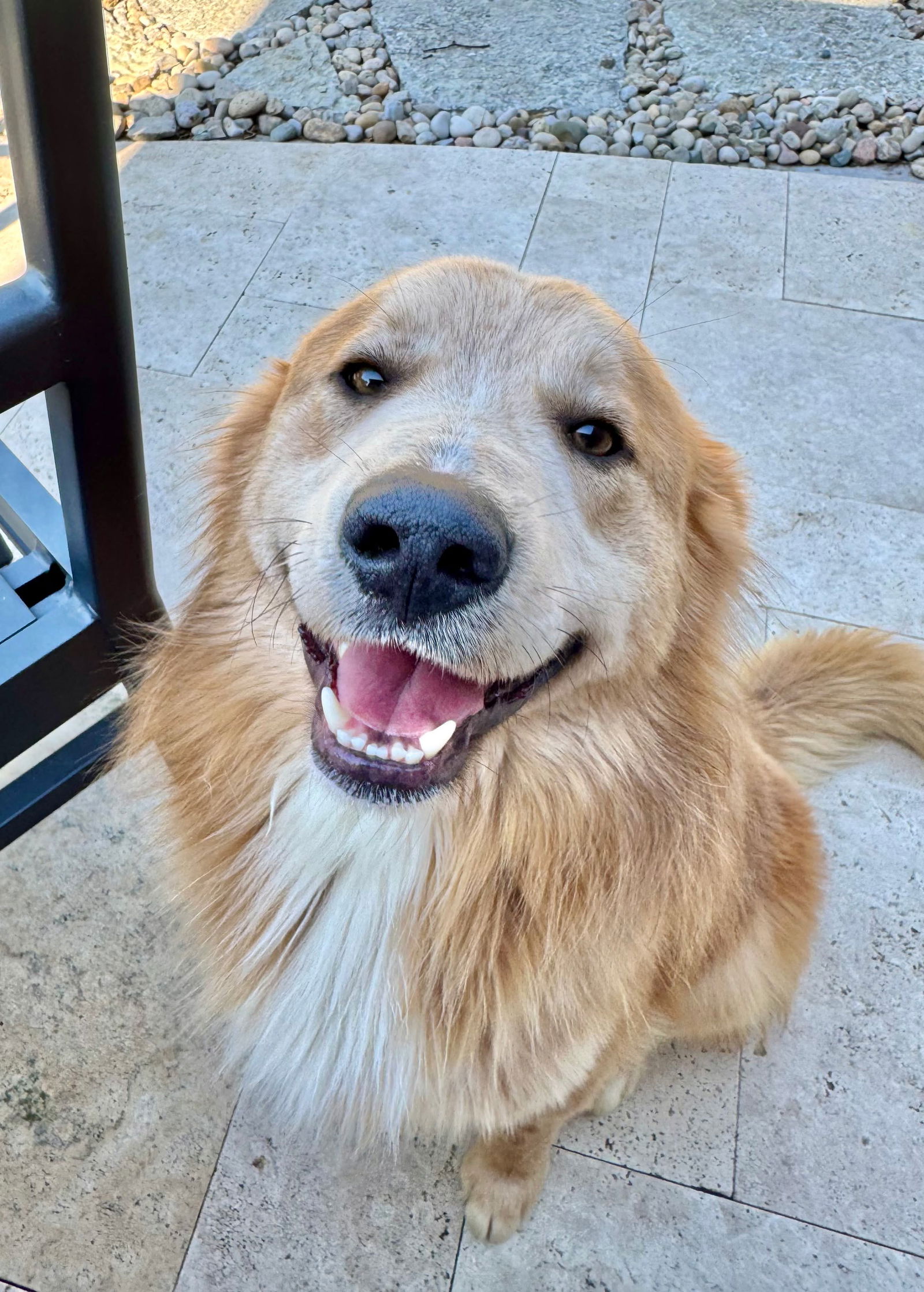 Meet Jonald – The Golden Boy with a Heart of Gold! - Rocky Kanaka