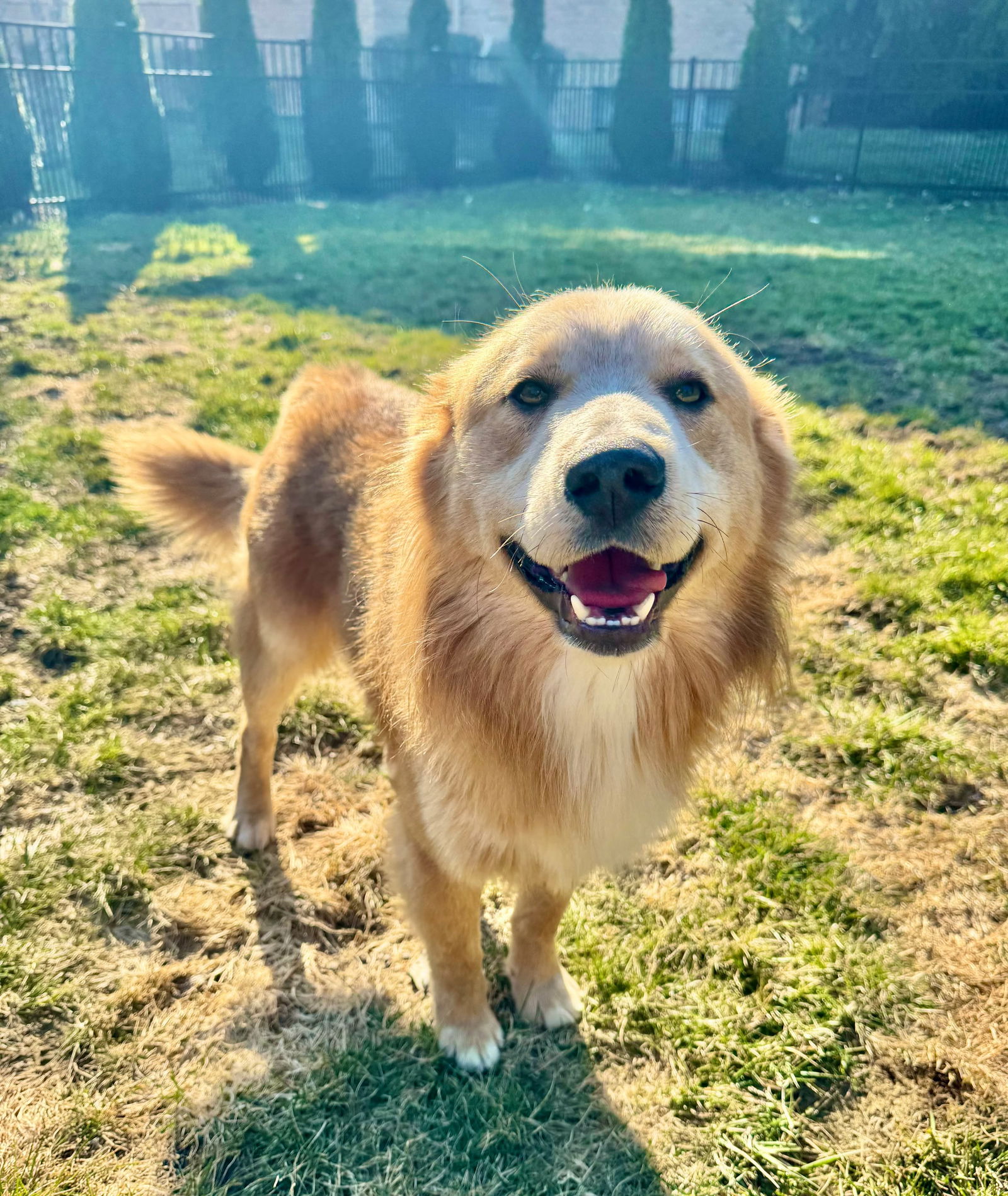 Meet Jonald – The Golden Boy with a Heart of Gold! - Rocky Kanaka