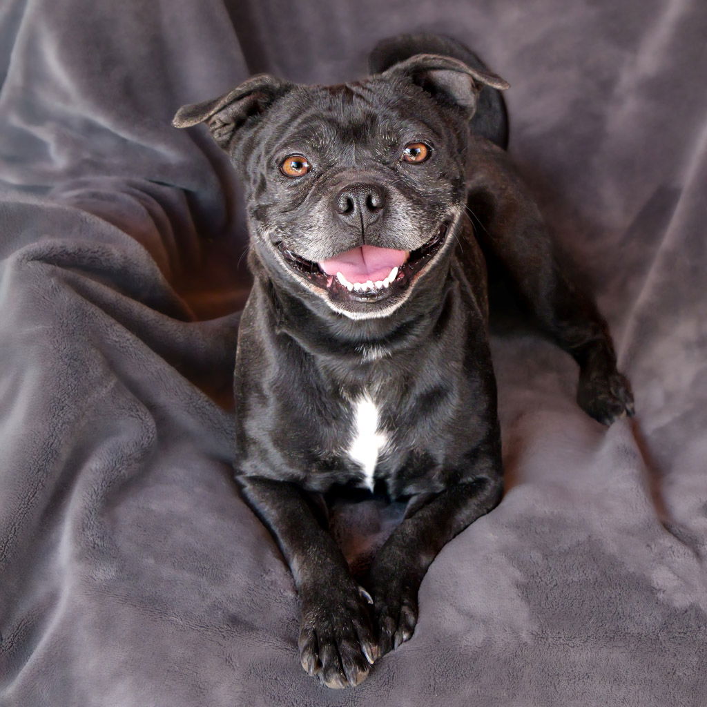 Meet Zesty Ms. Zarie – A Fun-Loving Frenchie/Pug Mix! - Rocky Kanaka