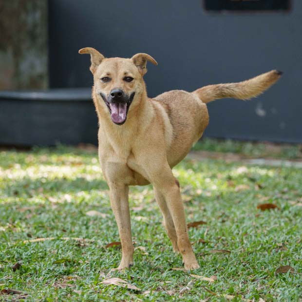 Meet Motor – A Resilient 3-Legged Shiba Inu/Jindo Mix Ready for His ...