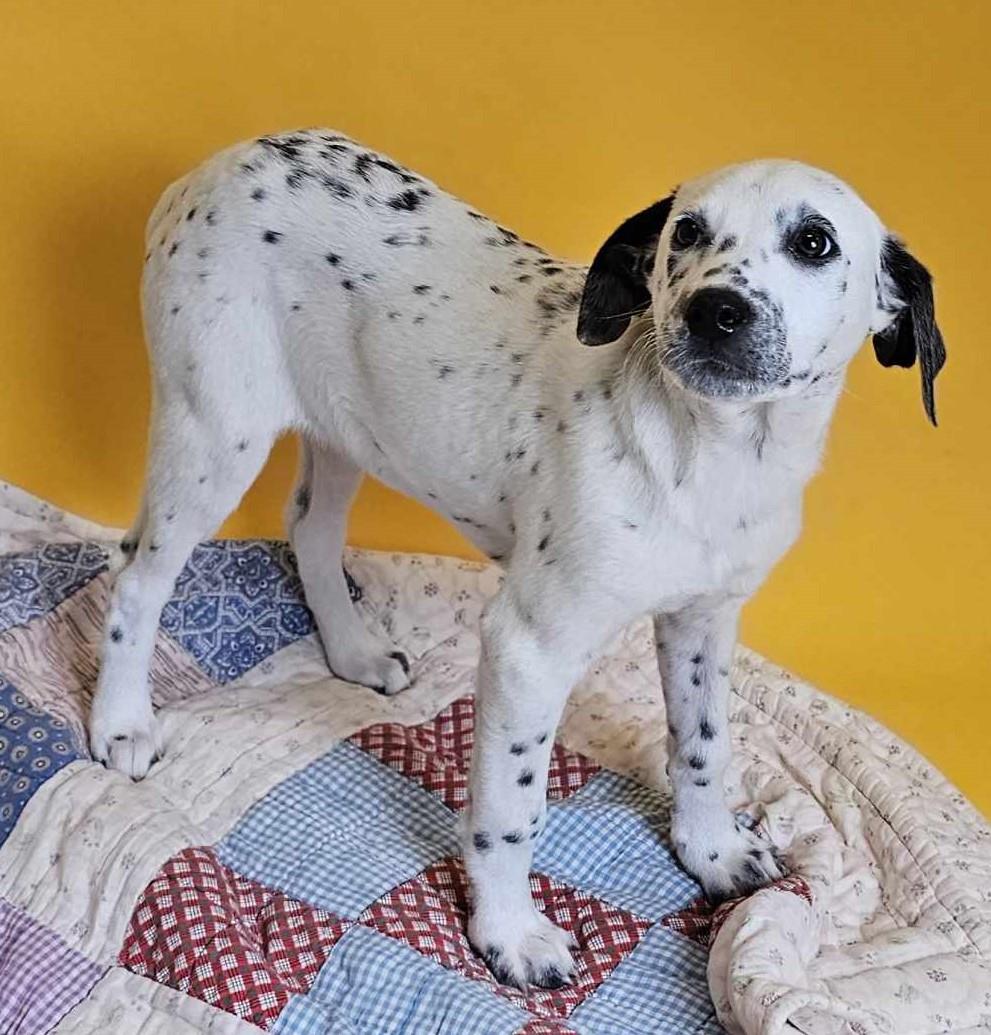 Found stray: Moon a Sweet Dalmatian/Pointer mix Pup is up for Adoption - Rocky Kanaka