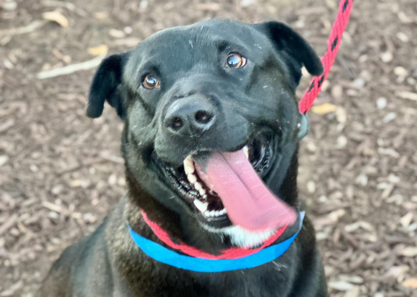 Ozzy the Shepherd/Shar-Pei Was Found as a Stray—Now He’s Ready to Be ...