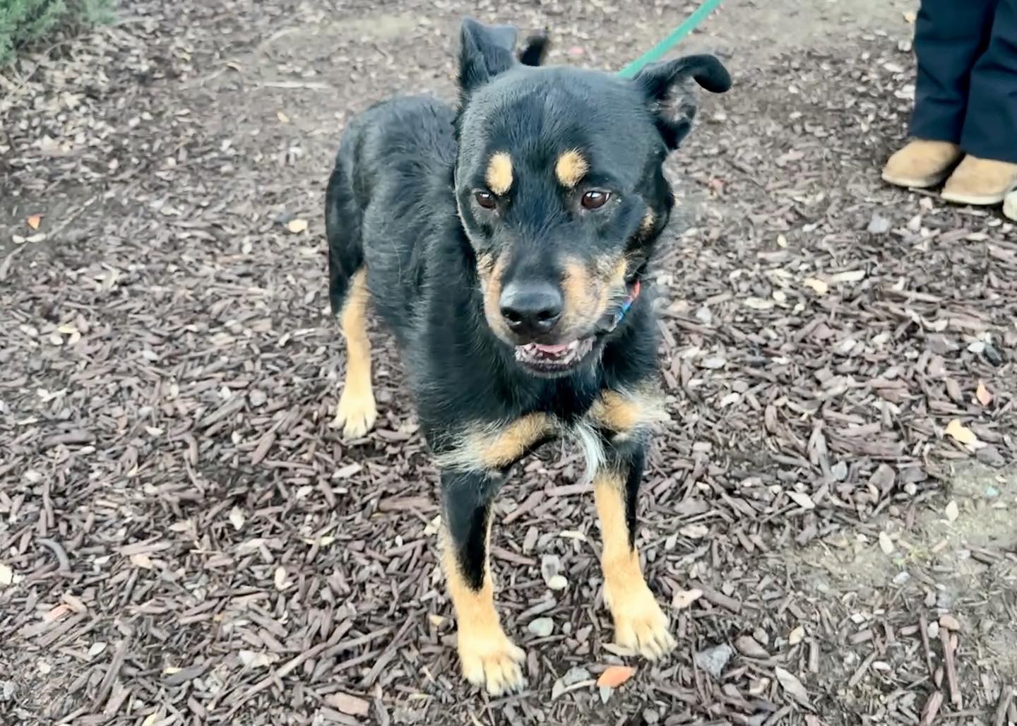Rocky the Rottie-Pittie Mix – A Gentle Soul Searching for Home! ️ ...