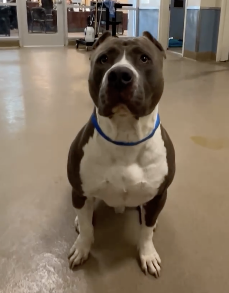 Heartbreak as Dog is Surrendered for Being ‘Too Playful’—But Then Fate ...