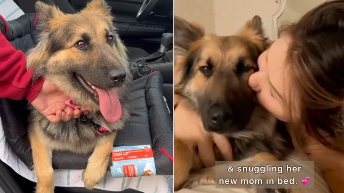 Watch: Trembling Shelter Dog's Emotional Reaction When She Realizes She's SAVED! — Her Joy Is ...