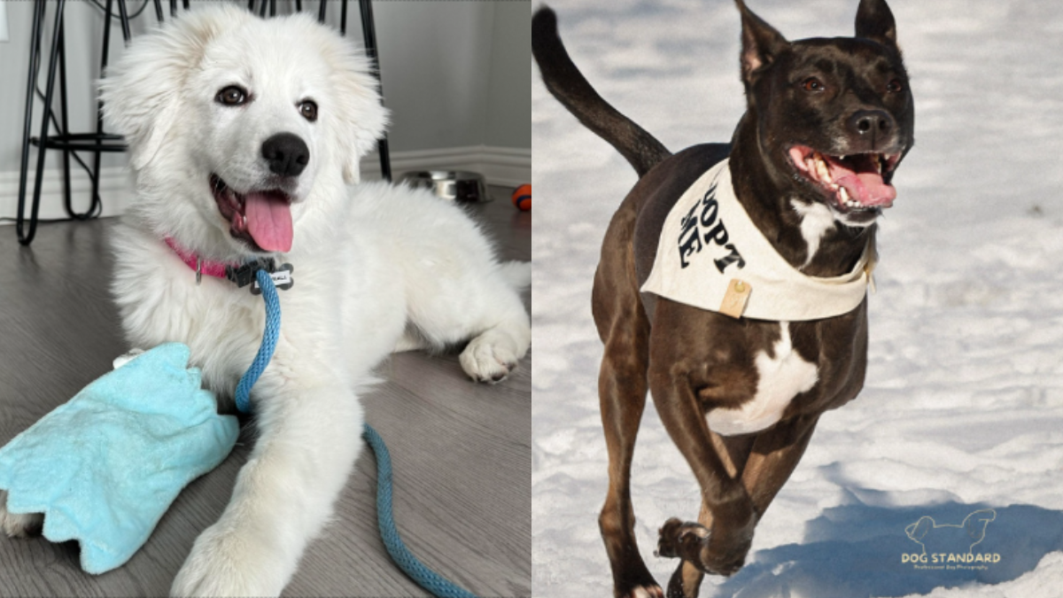 HEARTBREAKING: These Were the Only 5 Dogs NOBODY Wanted at Huge ...