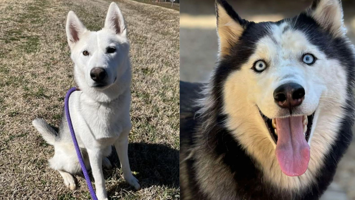These 10 Adoptable Dogs Look Like Wolves—But They’re Just Looking for ...