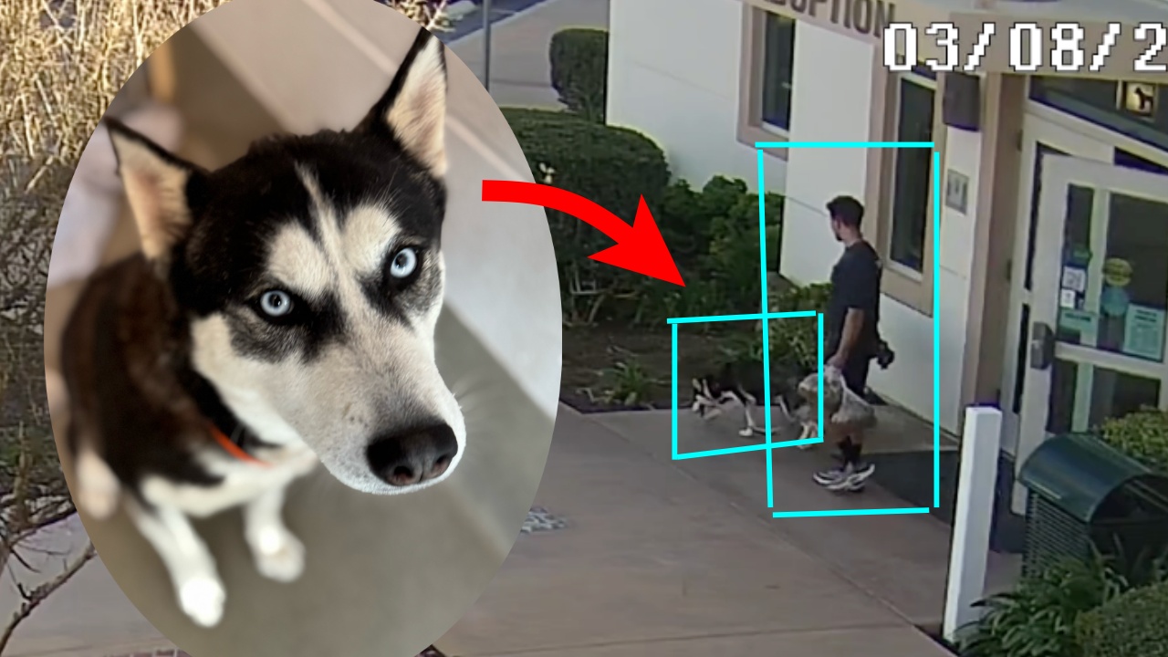 Man Caught Abandoning His Husky, Here’s what Happened Next… - Rocky Kanaka