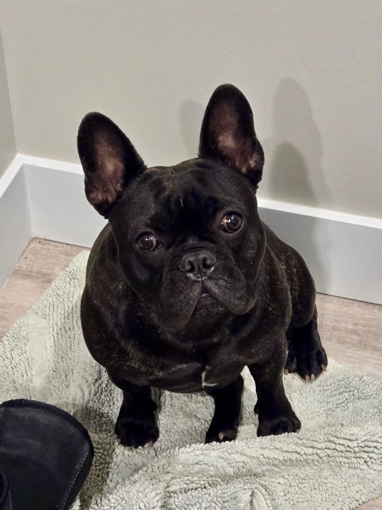 Cruz the Cuddly Champion: Frenchie with a Big Heart Needs a Second ...