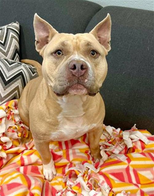BREAD LOAF, a Sweet Pittie Found as a Stray, is up for Adoption - Rocky ...