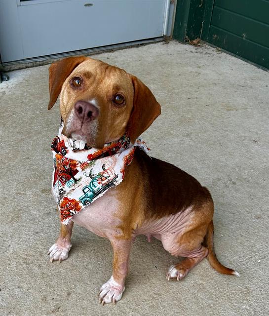 Meet Cheddar – A Treat-Loving Beagle with a Heart of Gold! - Rocky Kanaka